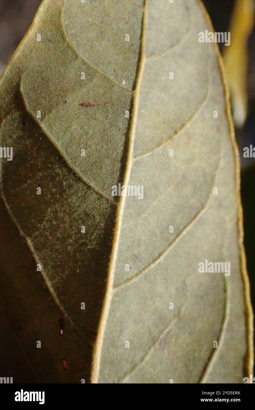 Swamp Bay (Persea palustris Stock Photo - Alamy