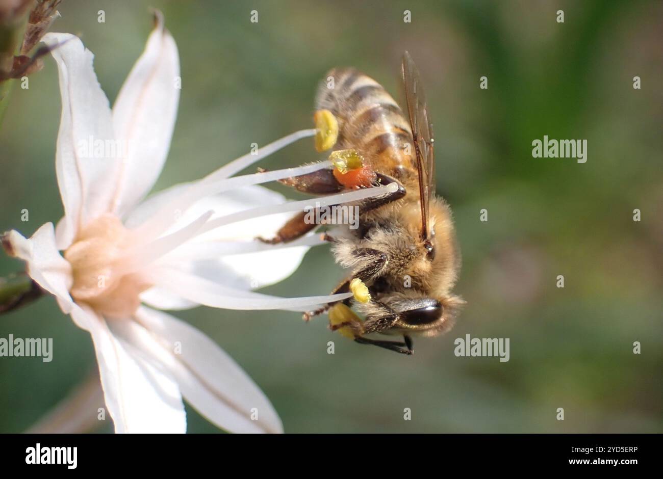 Anatolian Honey Bee (Apis mellifera anatoliaca Stock Photo - Alamy