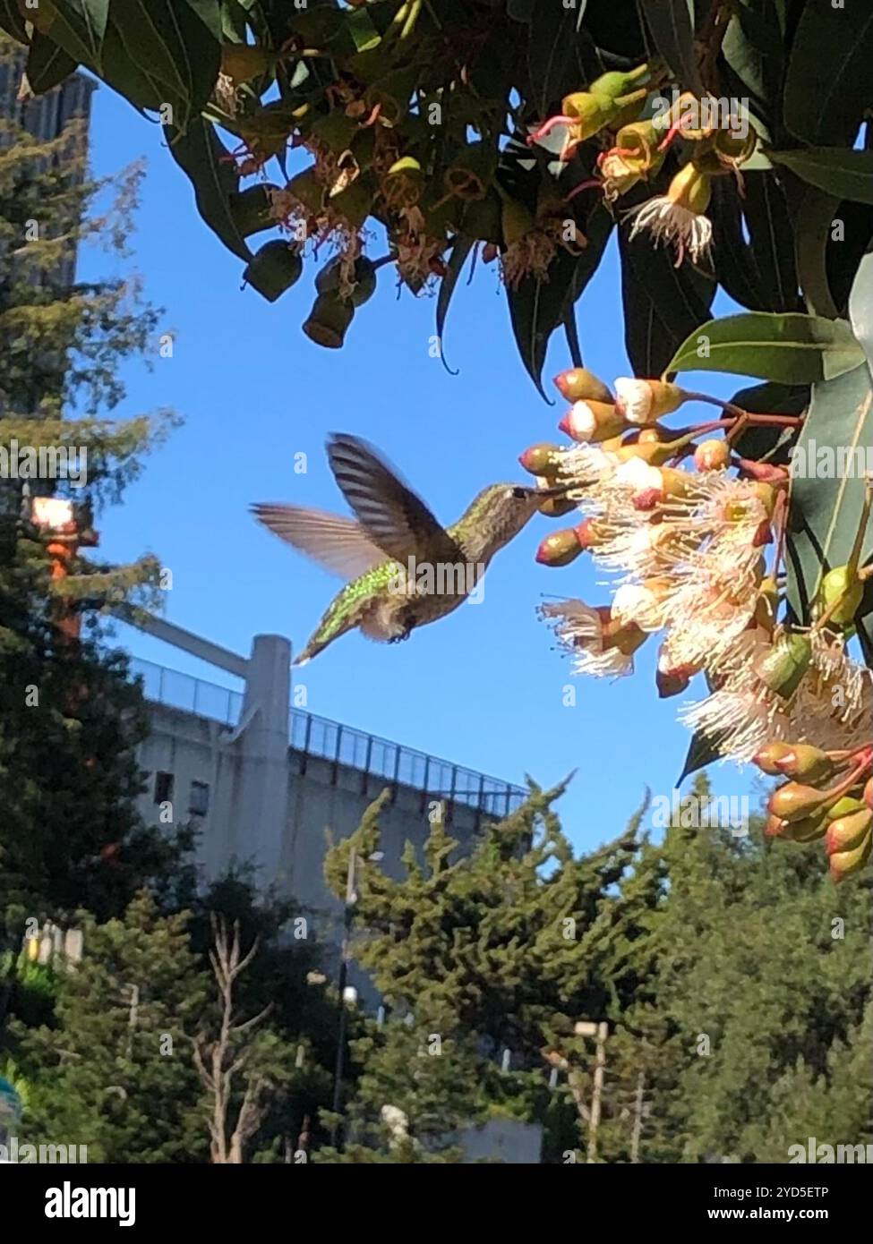 Anna's Hummingbird (Calypte anna Stock Photo - Alamy