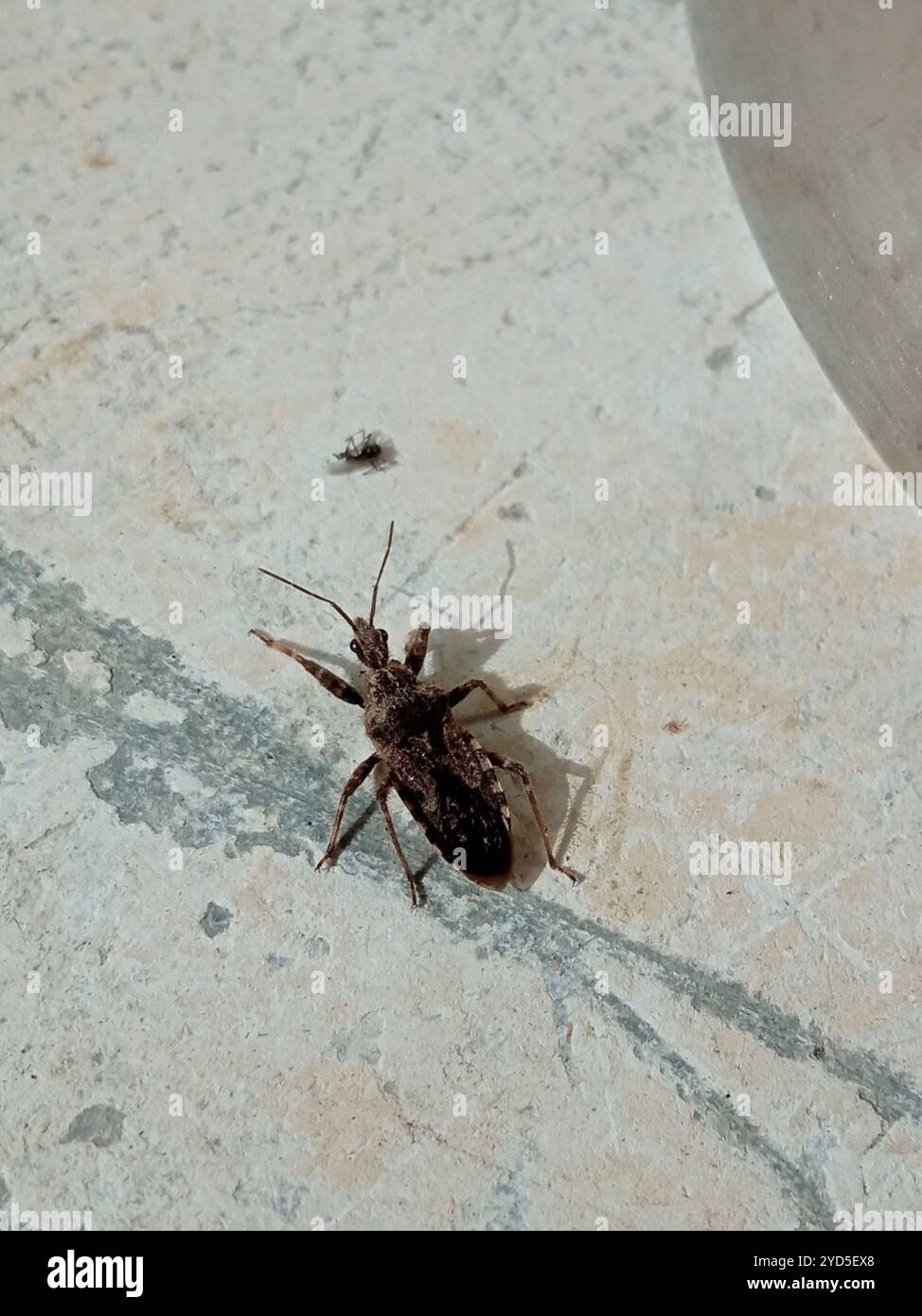 Coranus griseus hi-res stock photography and images - Alamy