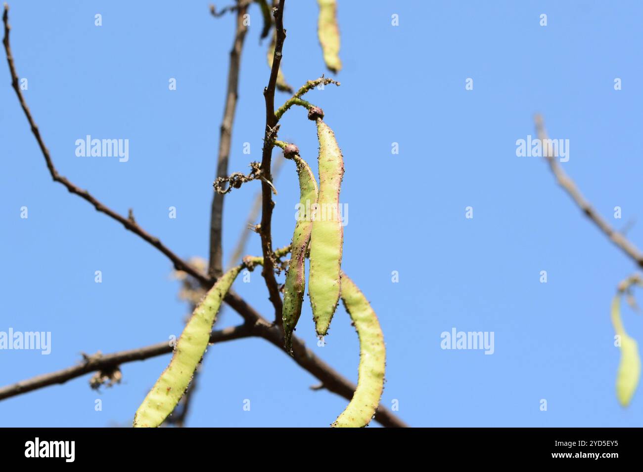 Fence Post Tree (Gliricidia sepium Stock Photo - Alamy