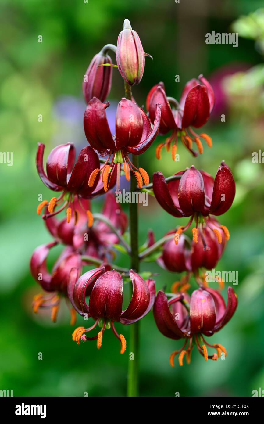 Lilium Martagon King of the Hill,martagon lily,martagon lillies,red ...