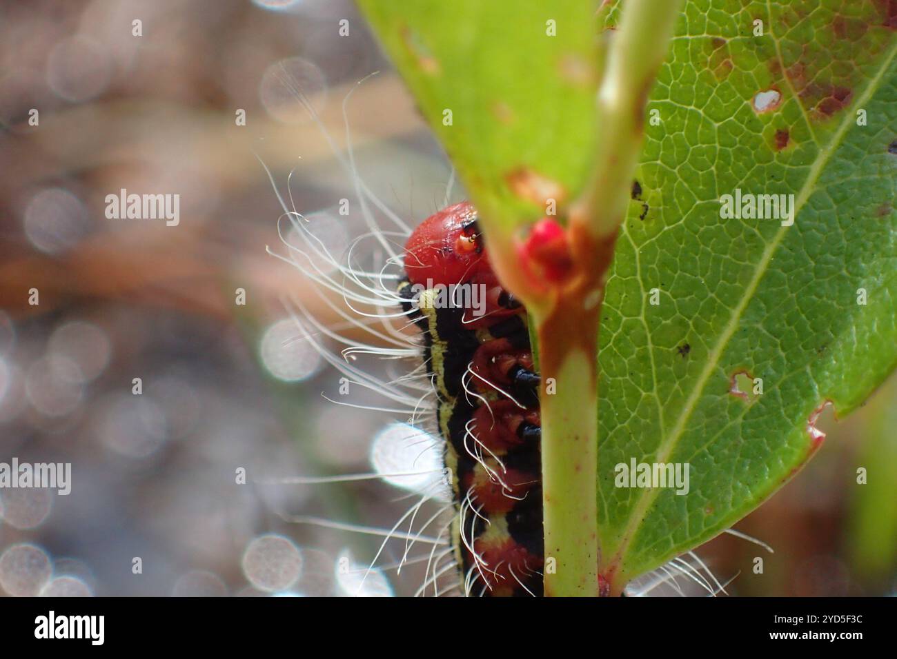 Azalea caterpillar moth hi-res stock photography and images - Alamy