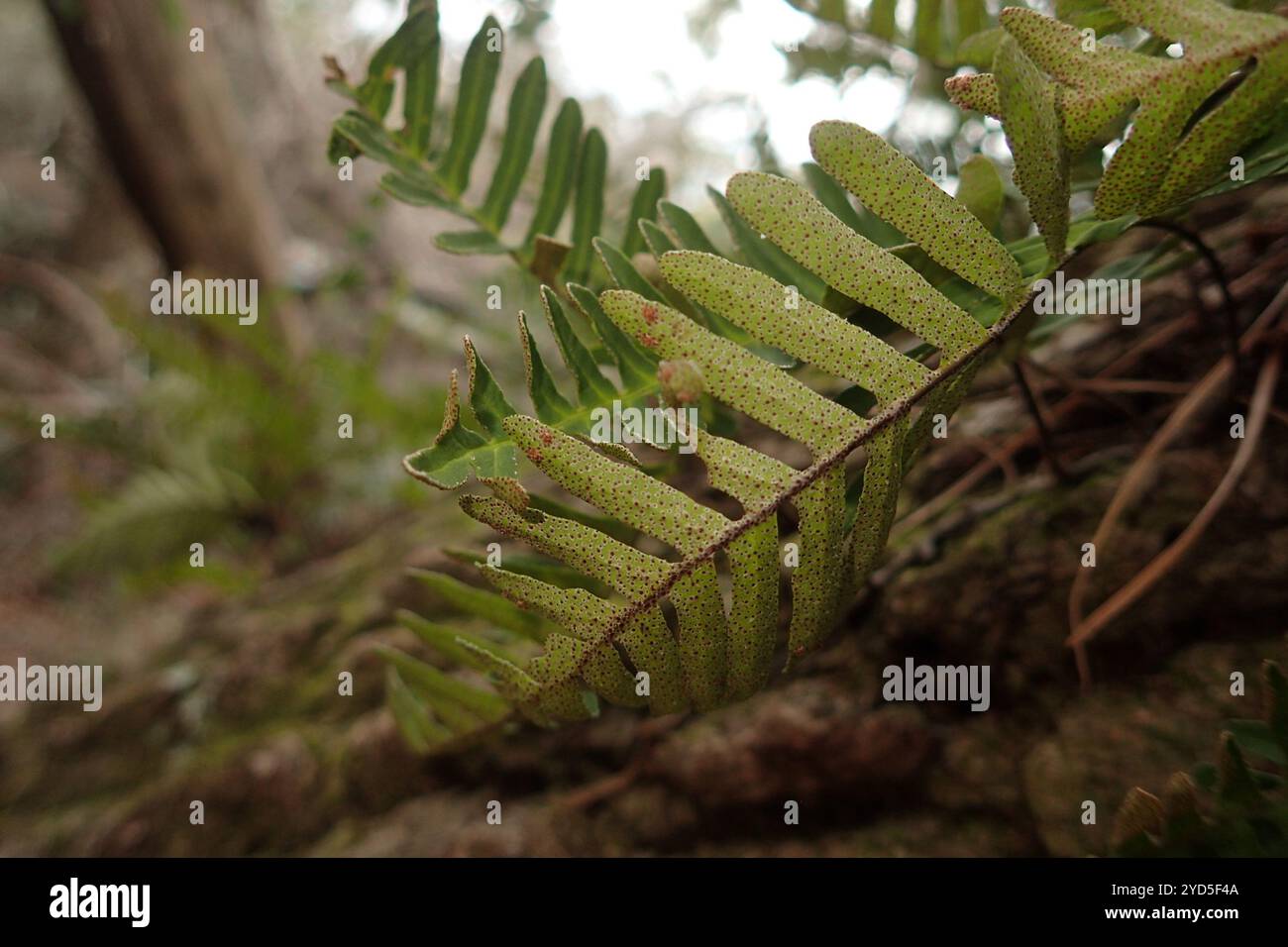 resurrection fern (Pleopeltis michauxiana Stock Photo - Alamy