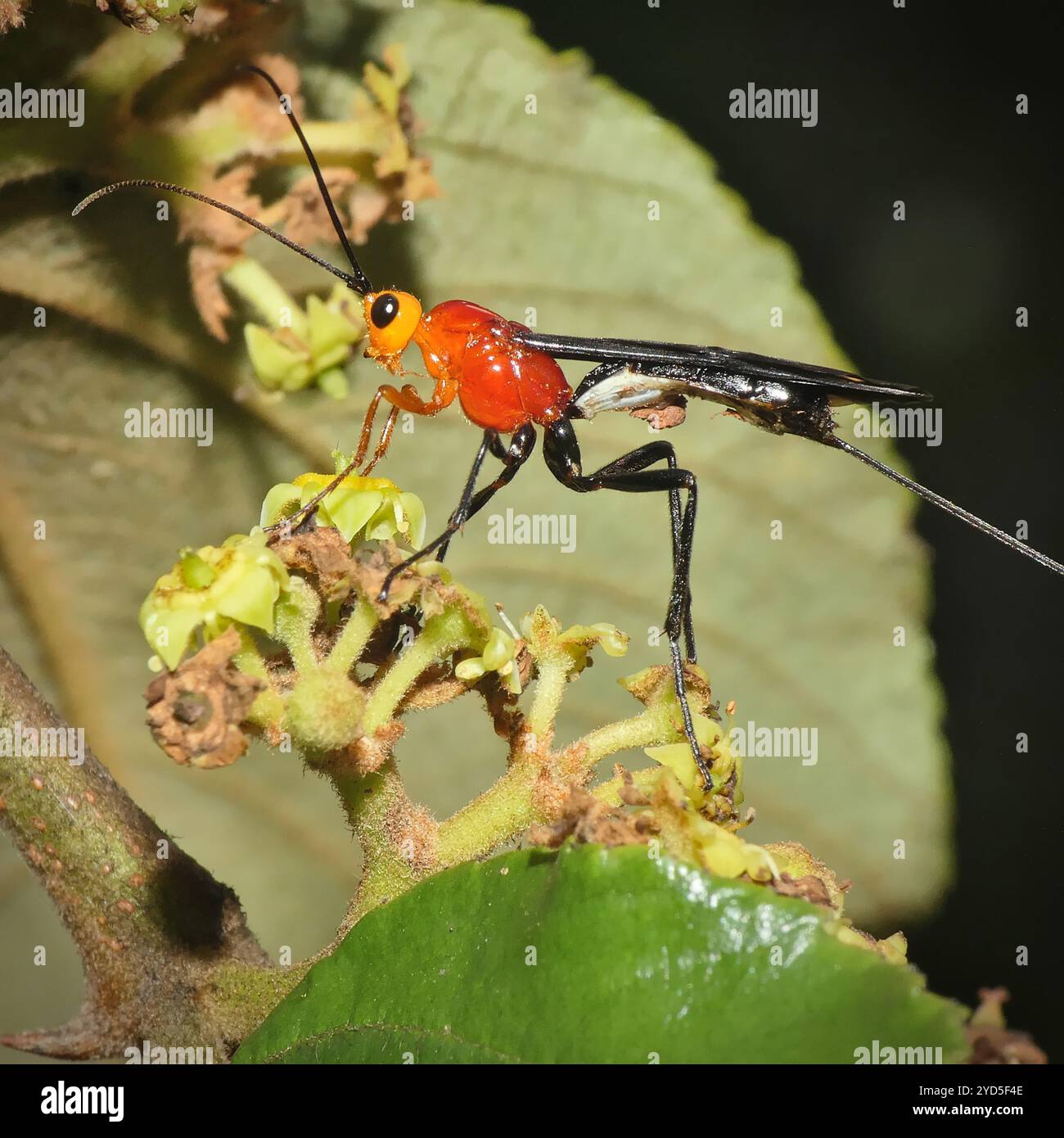 Braconid Wasps (Braconidae Stock Photo - Alamy