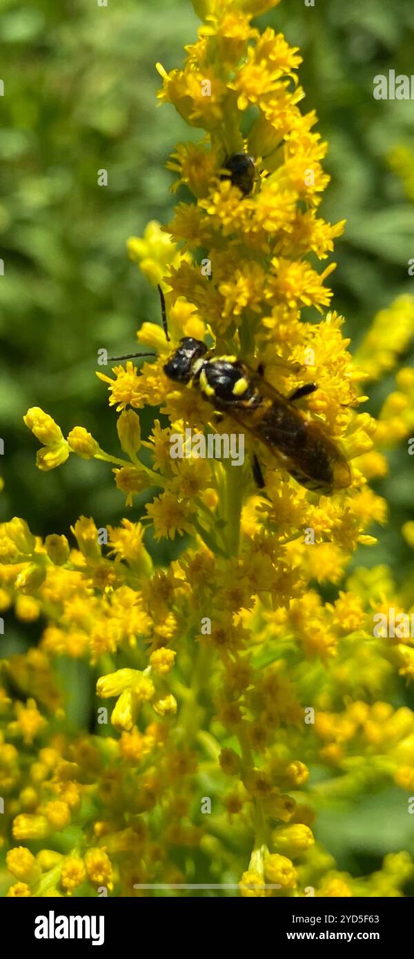 Common Sawflies (Tenthredinidae Stock Photo - Alamy