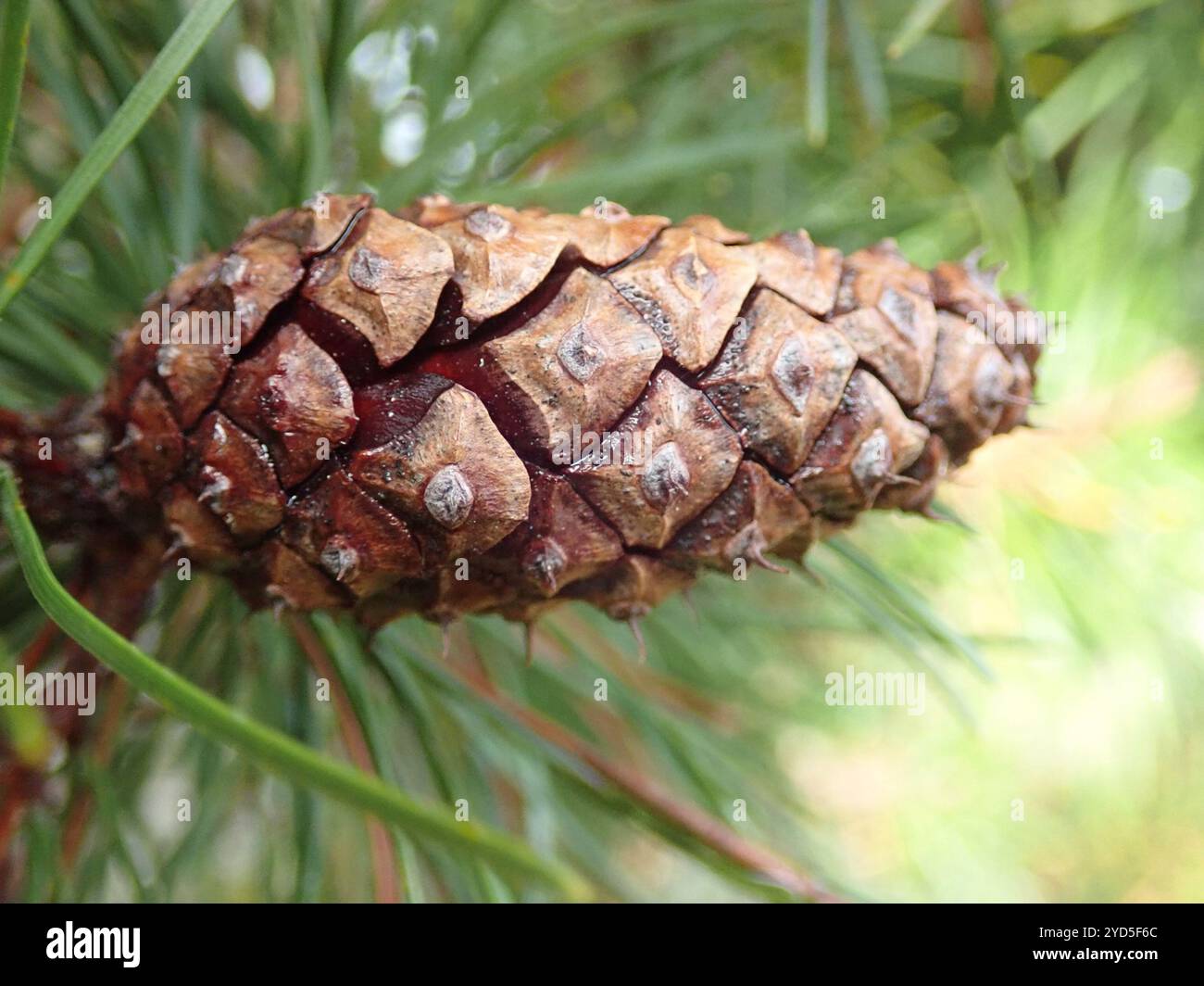 Shore Pine (Pinus contorta contorta Stock Photo - Alamy