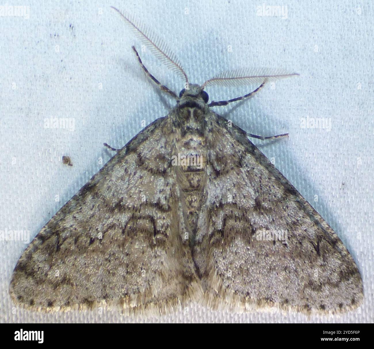 Toothed Phigalia Moth (Phigalia denticulata Stock Photo - Alamy