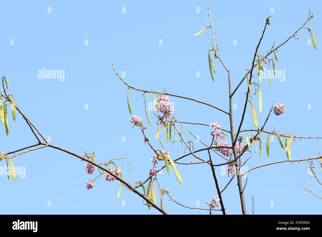 Fence Post Tree (Gliricidia sepium Stock Photo - Alamy