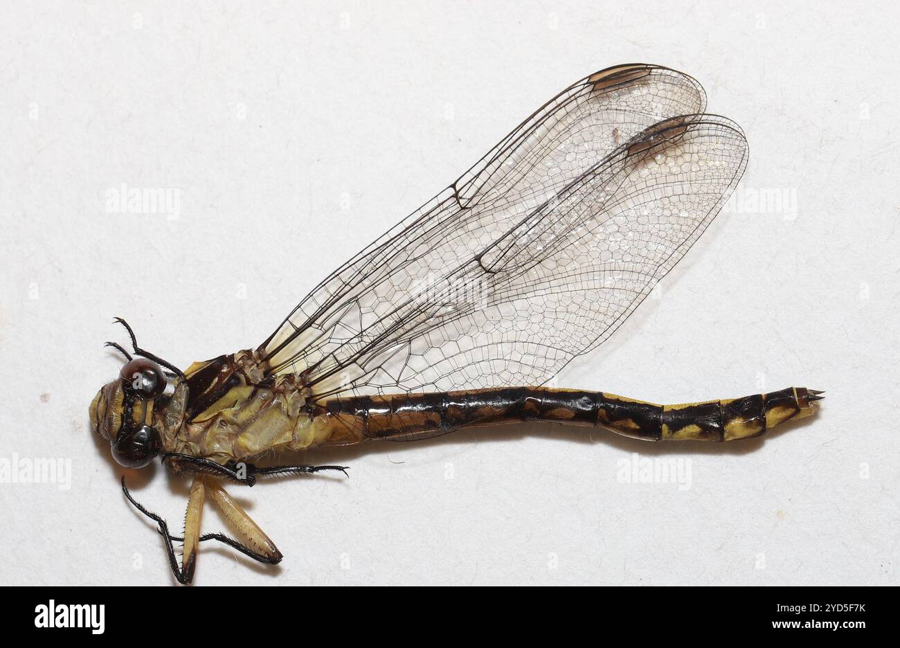 Riverine Clubtail (Stylurus amnicola Stock Photo - Alamy