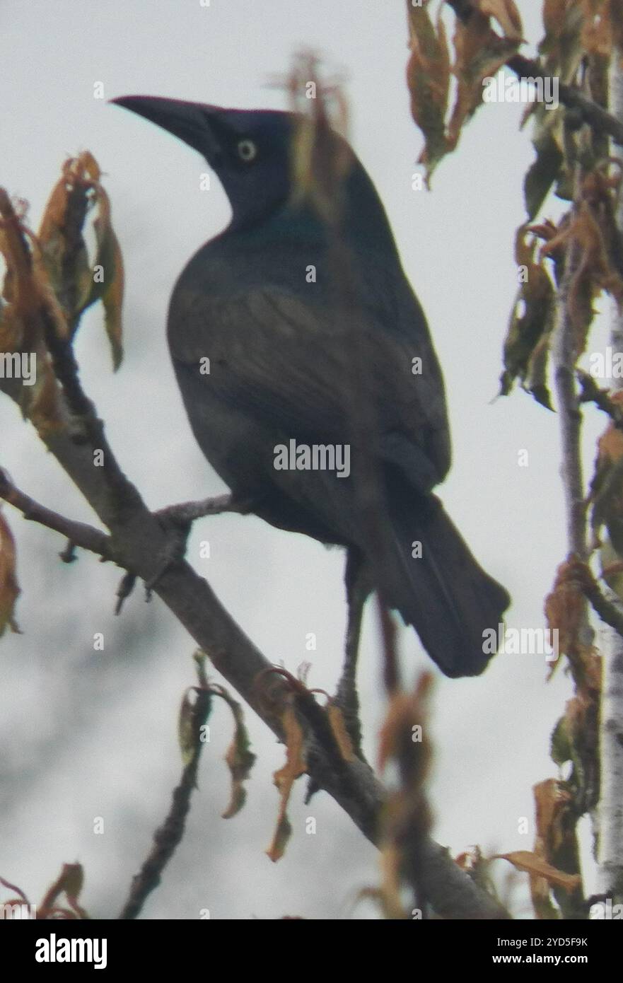 Common Grackle (Quiscalus quiscula Stock Photo - Alamy