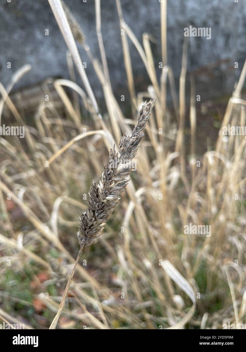 Phalaris aquatica hi-res stock photography and images - Alamy
