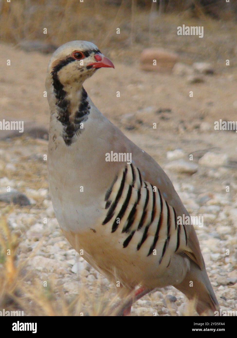 Chukar (Alectoris chukar Stock Photo - Alamy