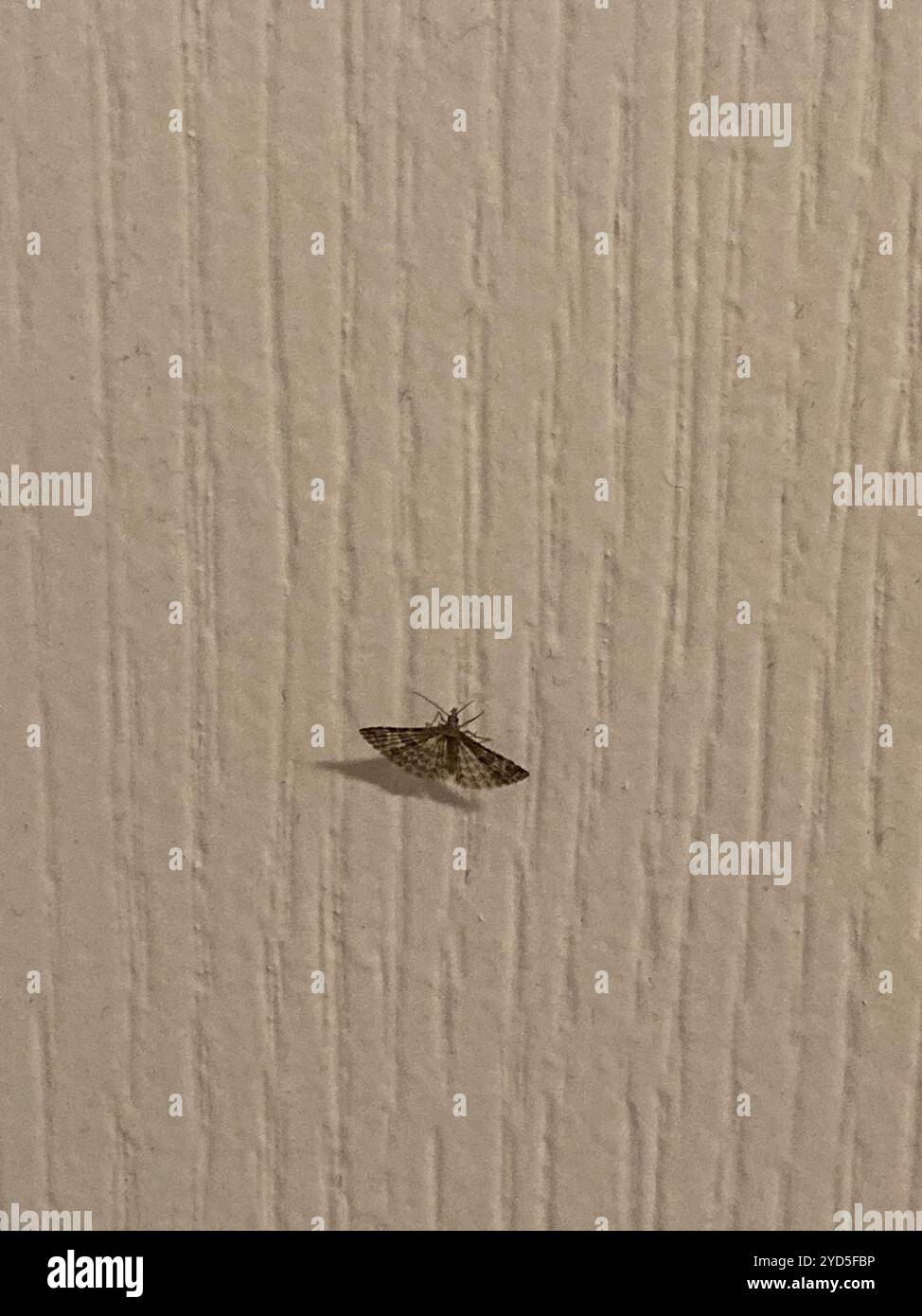 Montana Six-plume Moth (Alucita montana Stock Photo - Alamy