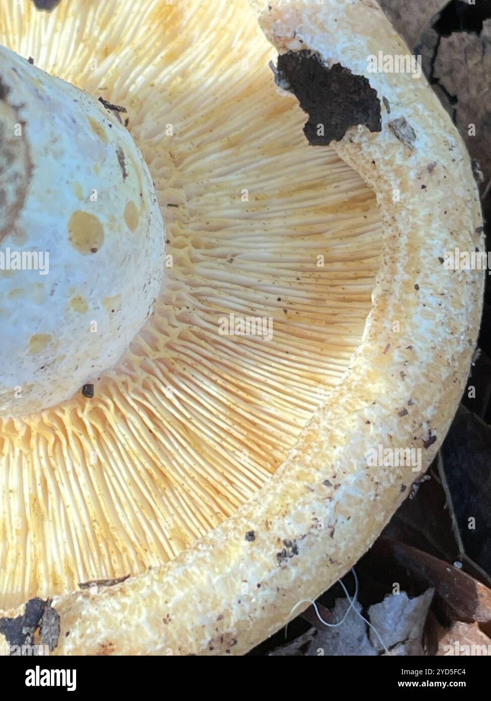 golden milkcap (Lactarius alnicola Stock Photo - Alamy