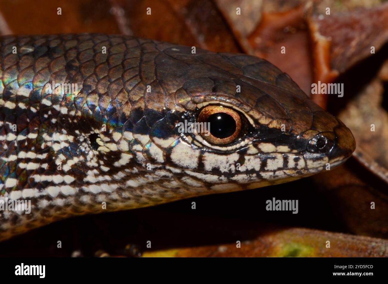 Peters' Lidless Skink (Panaspis breviceps Stock Photo - Alamy