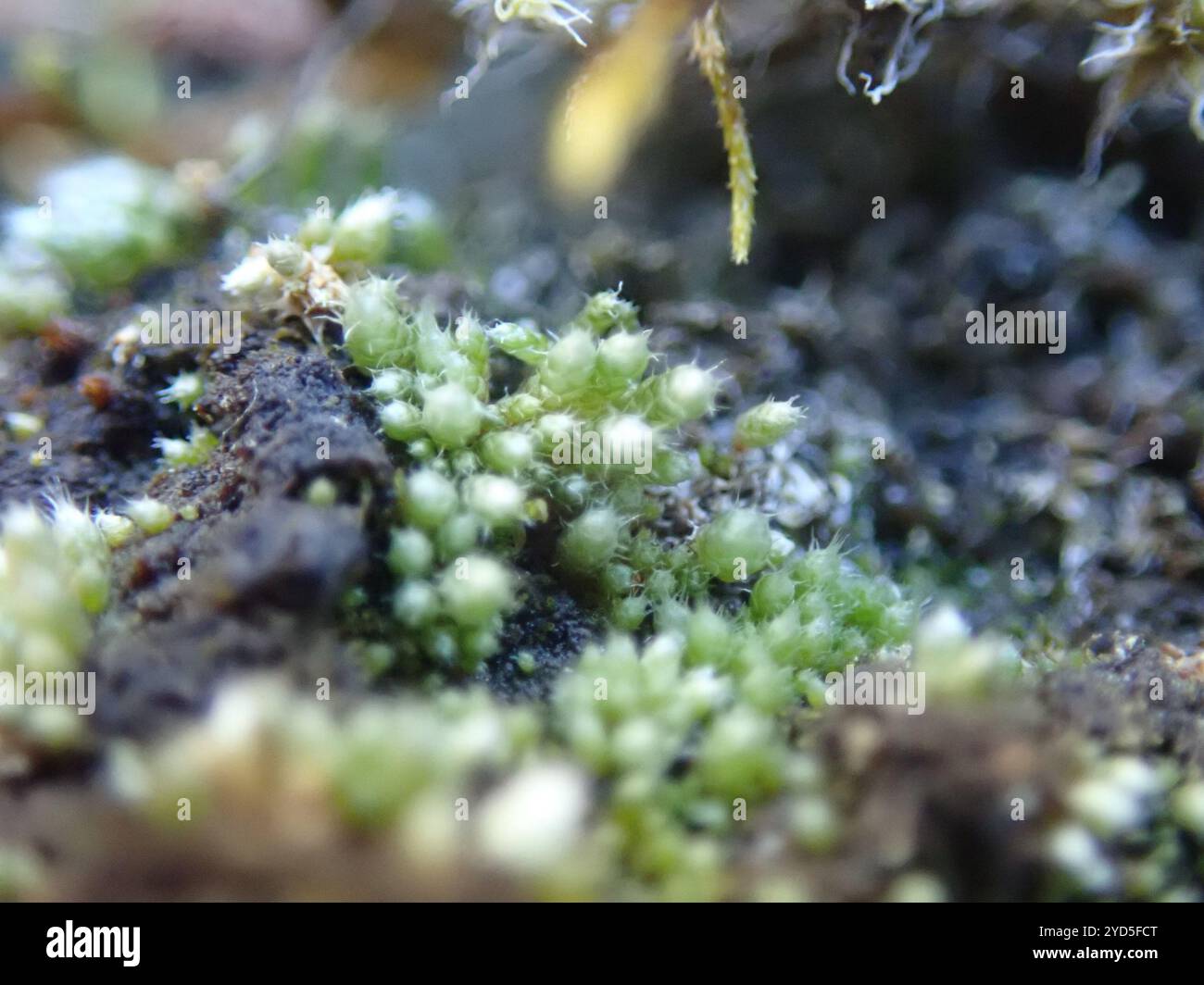Silvery bryum hi-res stock photography and images - Alamy