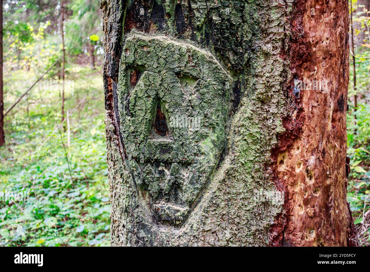 Carved into tree bark hi-res stock photography and images - Alamy