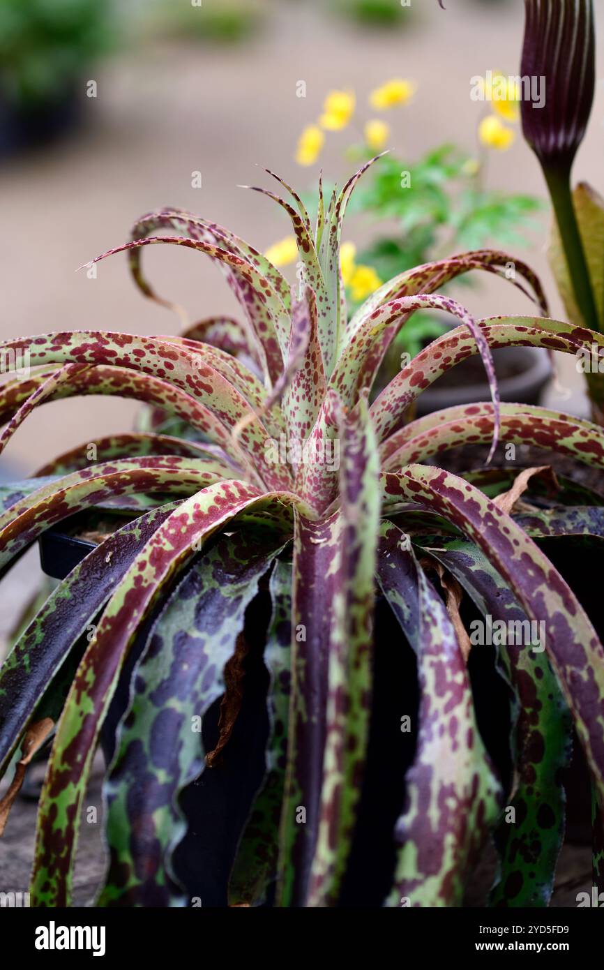 manfreda undulata chocolate chip,succulent,succulents,spotted leaves ...