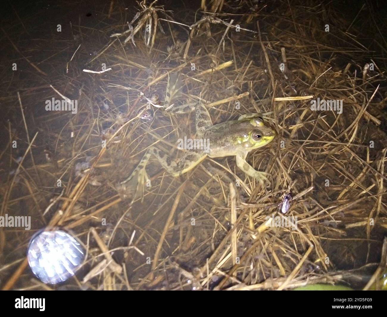 Pseudis minuta hi-res stock photography and images - Alamy