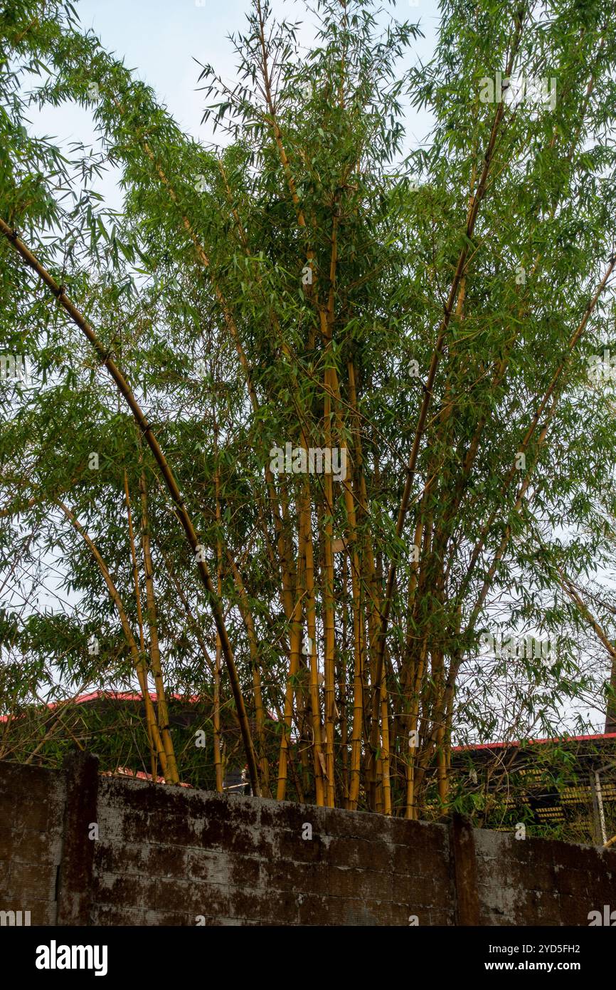 A fully grown bamboo bush with tall, mature yellow stalks thriving in ...