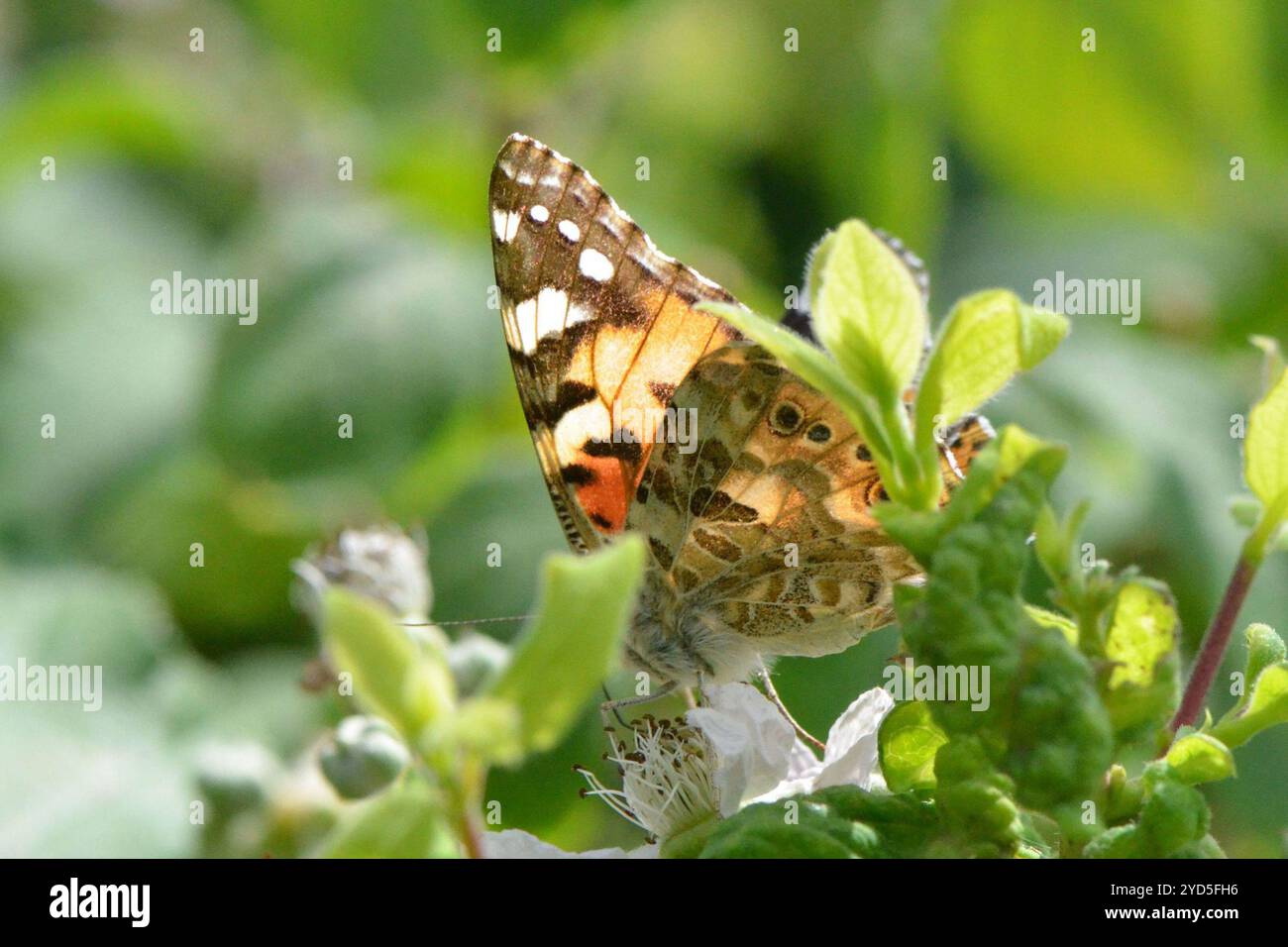 Painted Lady (Vanessa cardui Stock Photo - Alamy