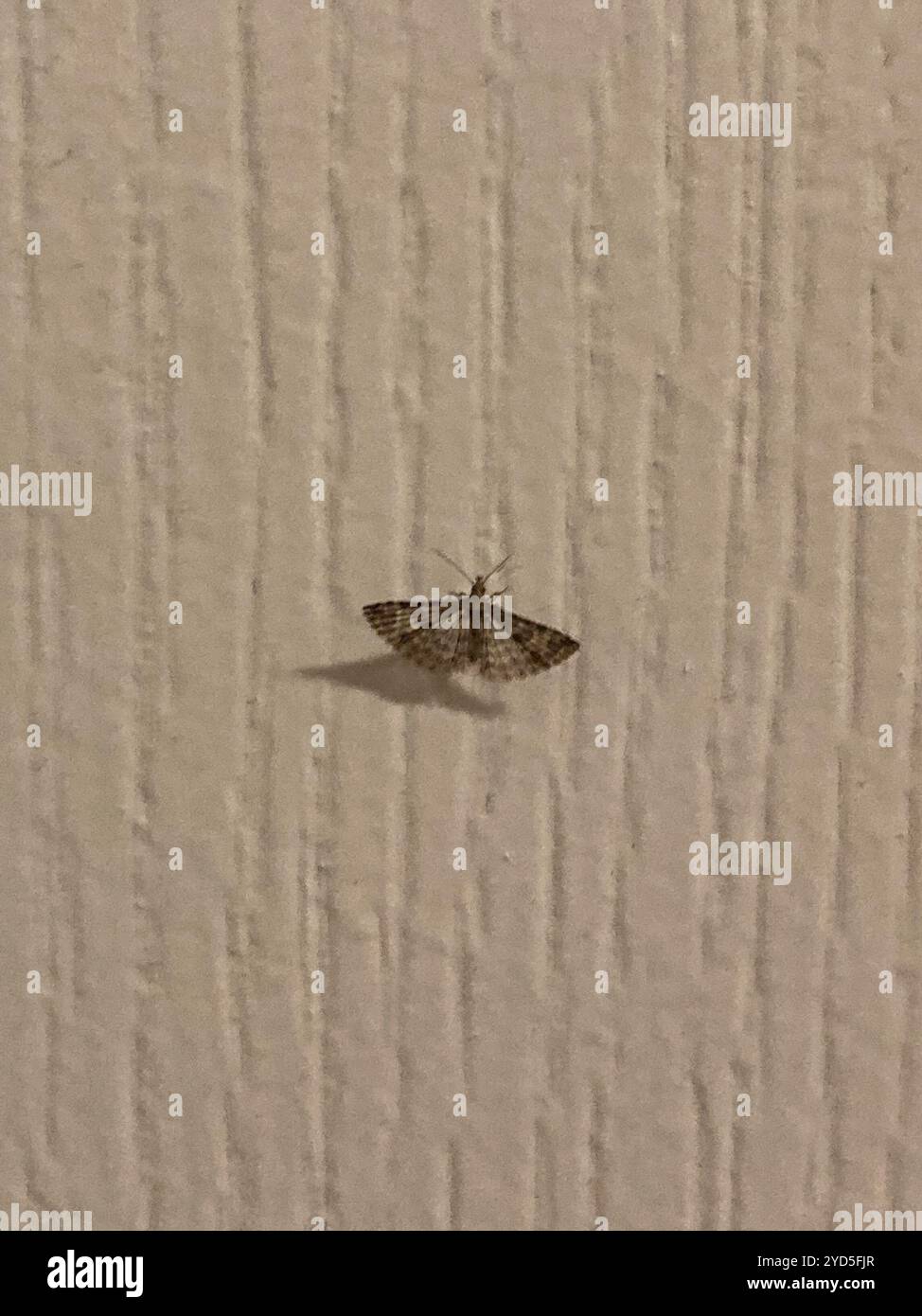 Montana Six-plume Moth (Alucita montana Stock Photo - Alamy