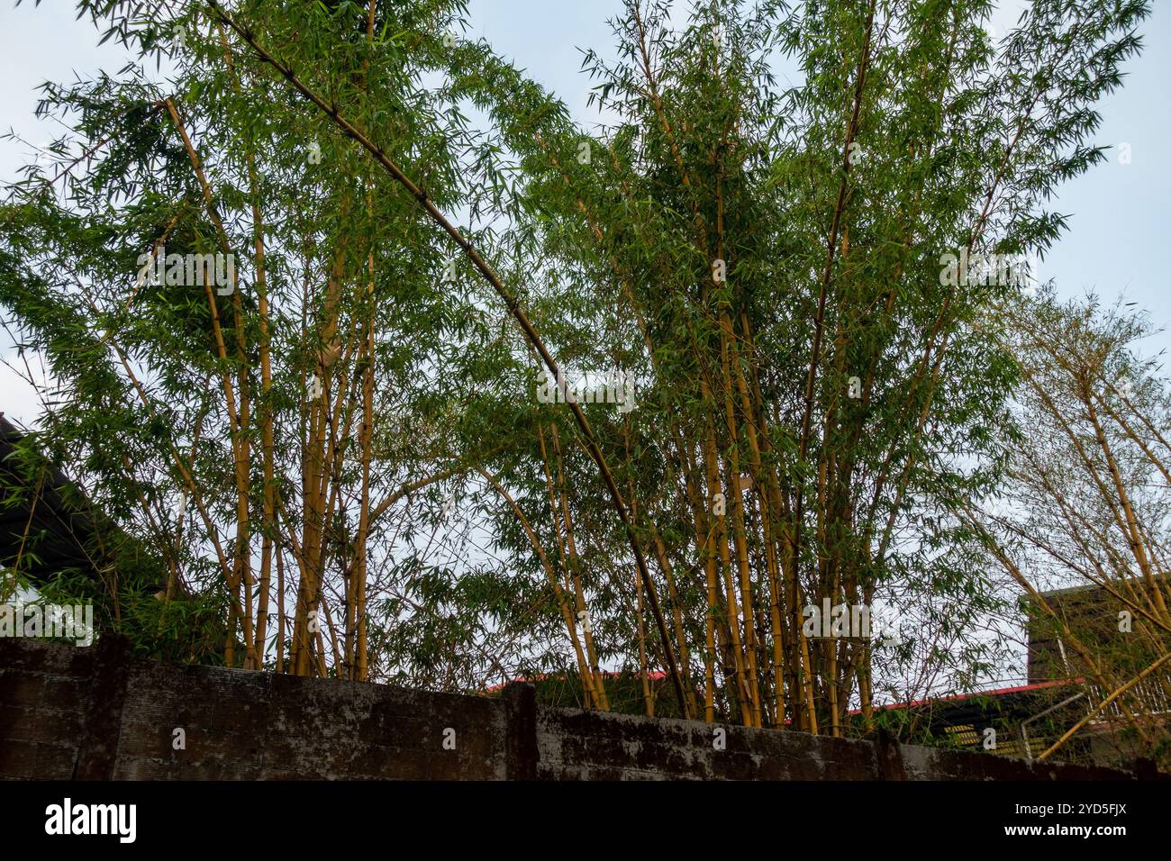 A fully grown bamboo bush with tall, mature yellow stalks thriving in ...