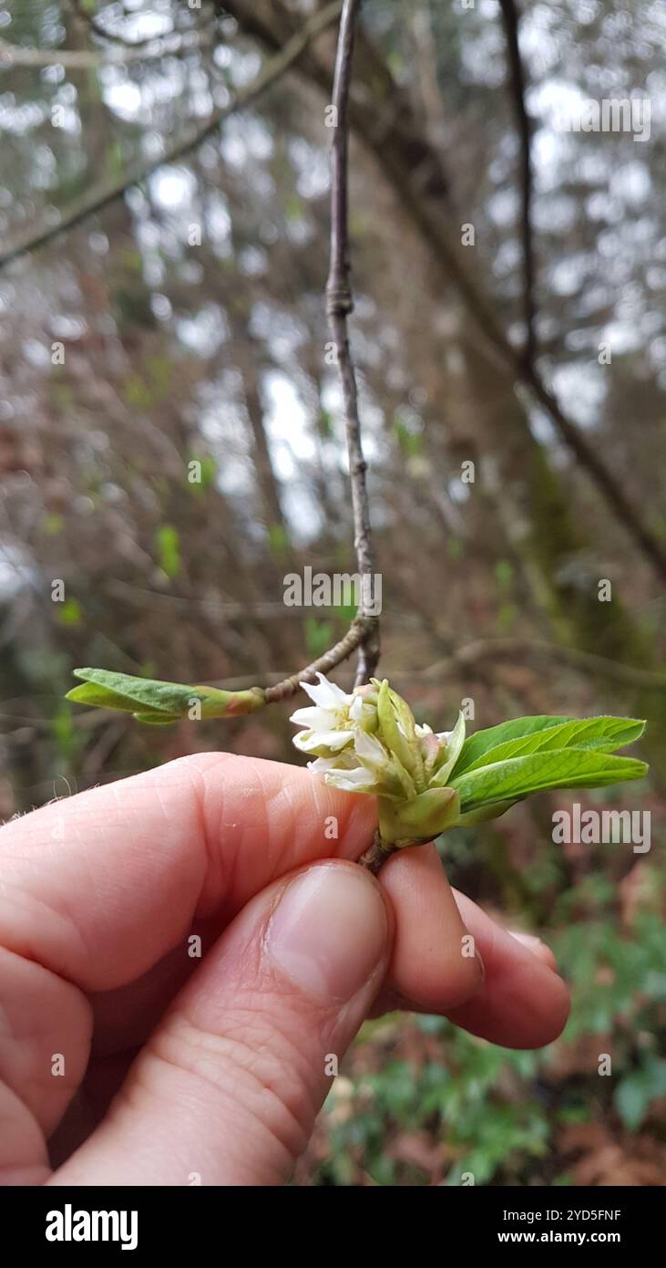 Osoberry (Oemleria cerasiformis Stock Photo - Alamy