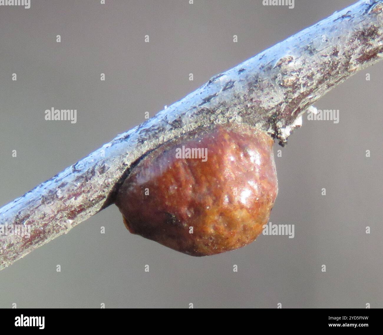 Hemispherical Scale (Saissetia coffeae Stock Photo - Alamy