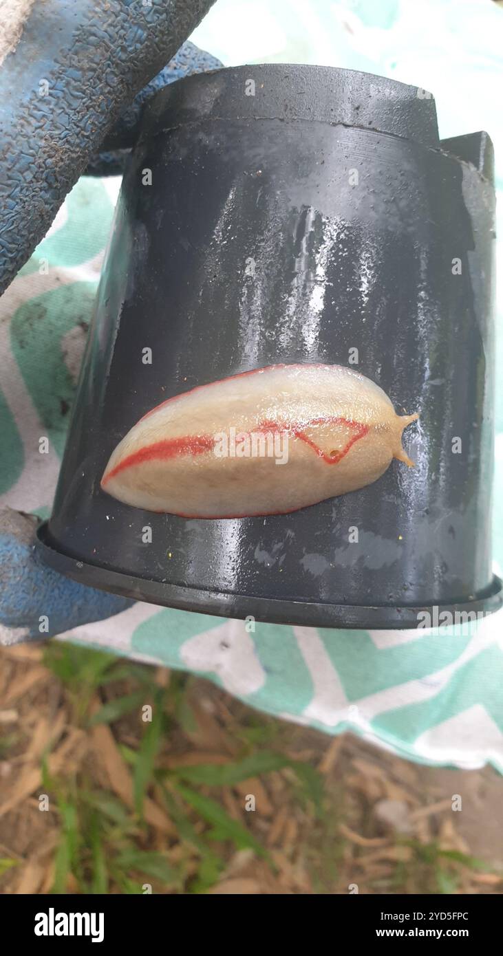 Red Triangle Slug (Triboniophorus graeffei Stock Photo - Alamy