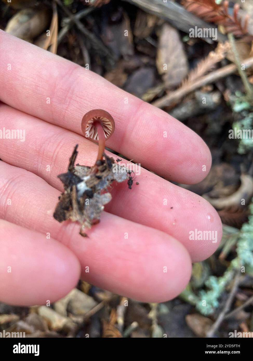 red pinwheel (Marasmius plicatulus Stock Photo - Alamy