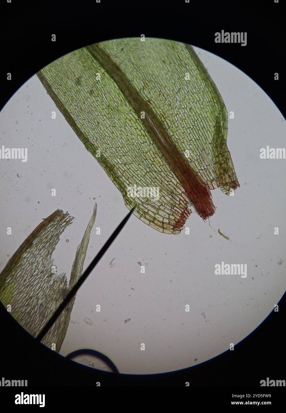 Tufted Thread-moss (Ptychostomum imbricatulum Stock Photo - Alamy