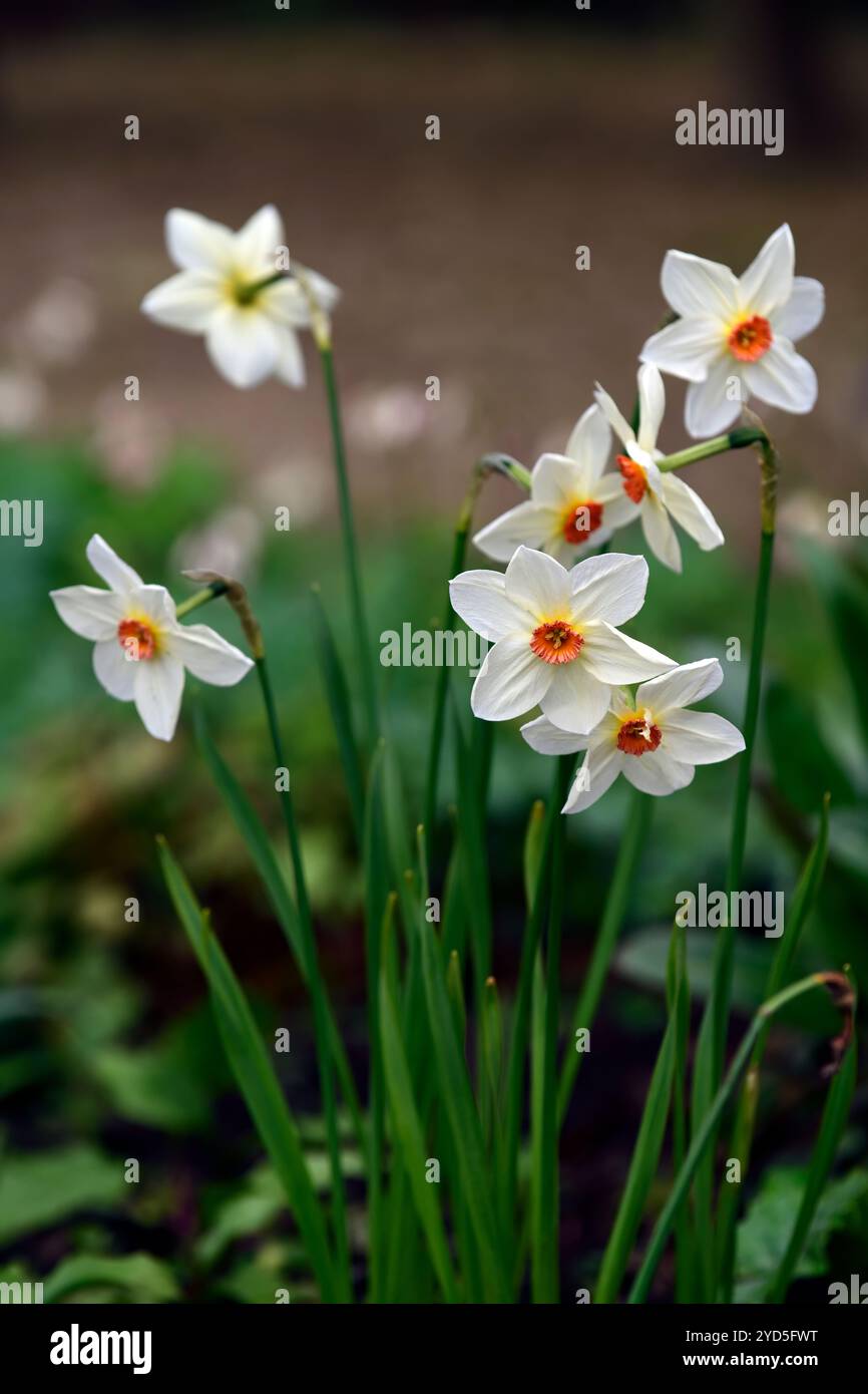 Crystalline white petals hi-res stock photography and images - Alamy