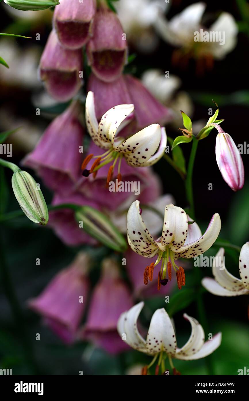 Lilium martagon var albiflorum,Lilium martagon var martagon forma ...