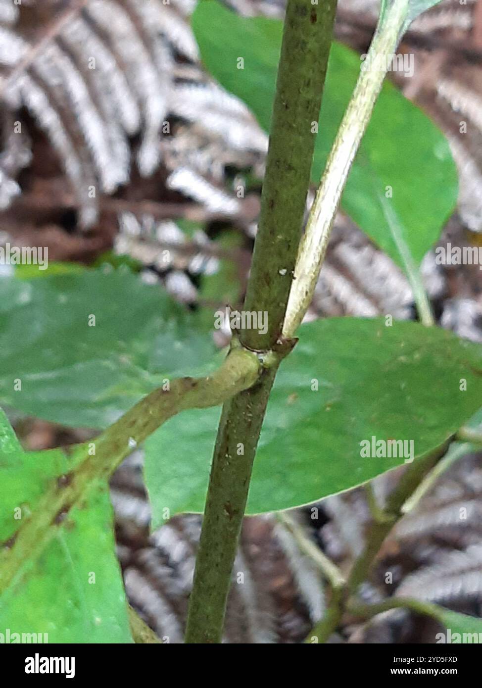 Kanono (Coprosma grandifolia Stock Photo - Alamy