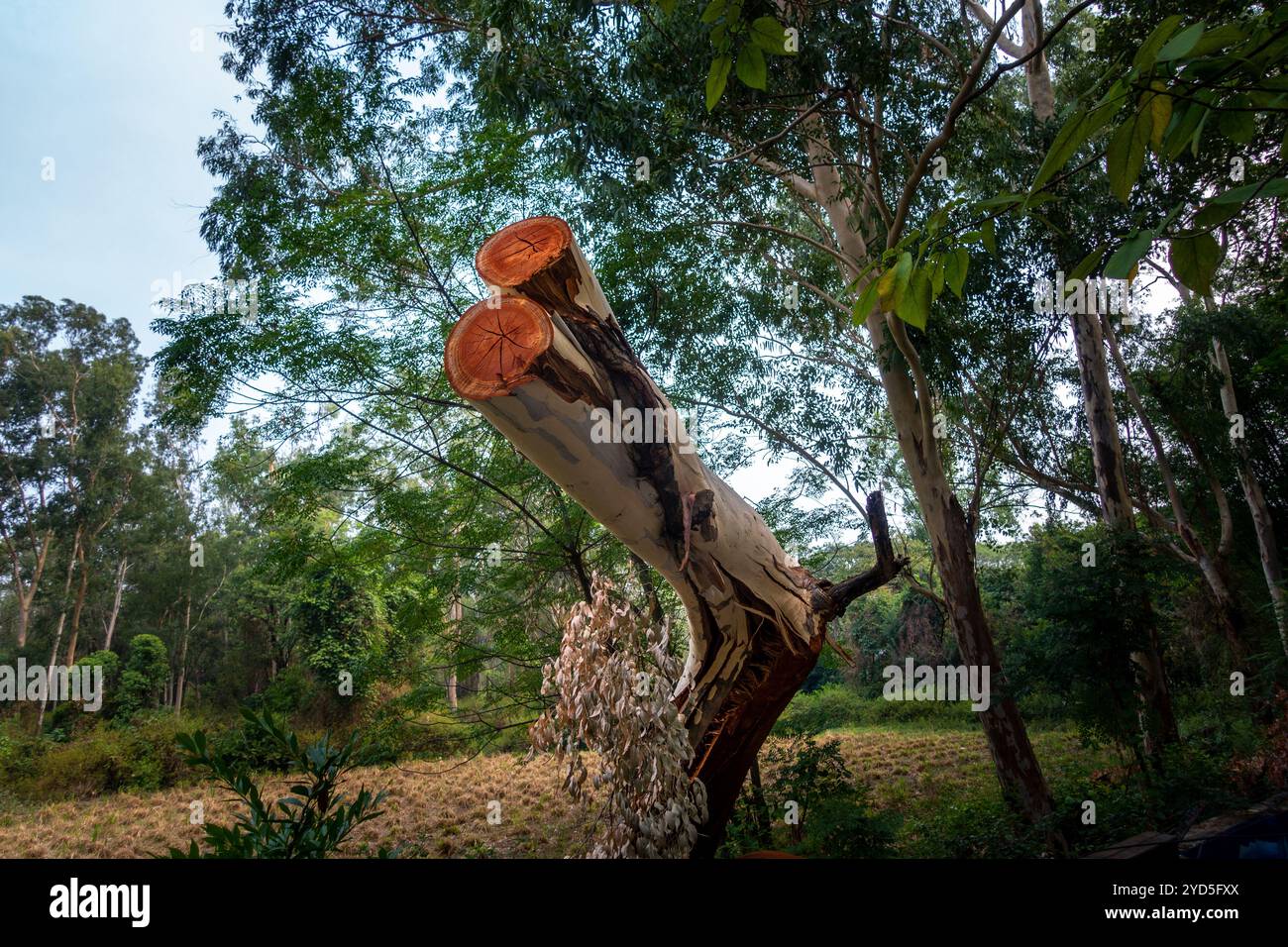 A cut-out of a eucalyptus tree branch revealing its inner wood and ...