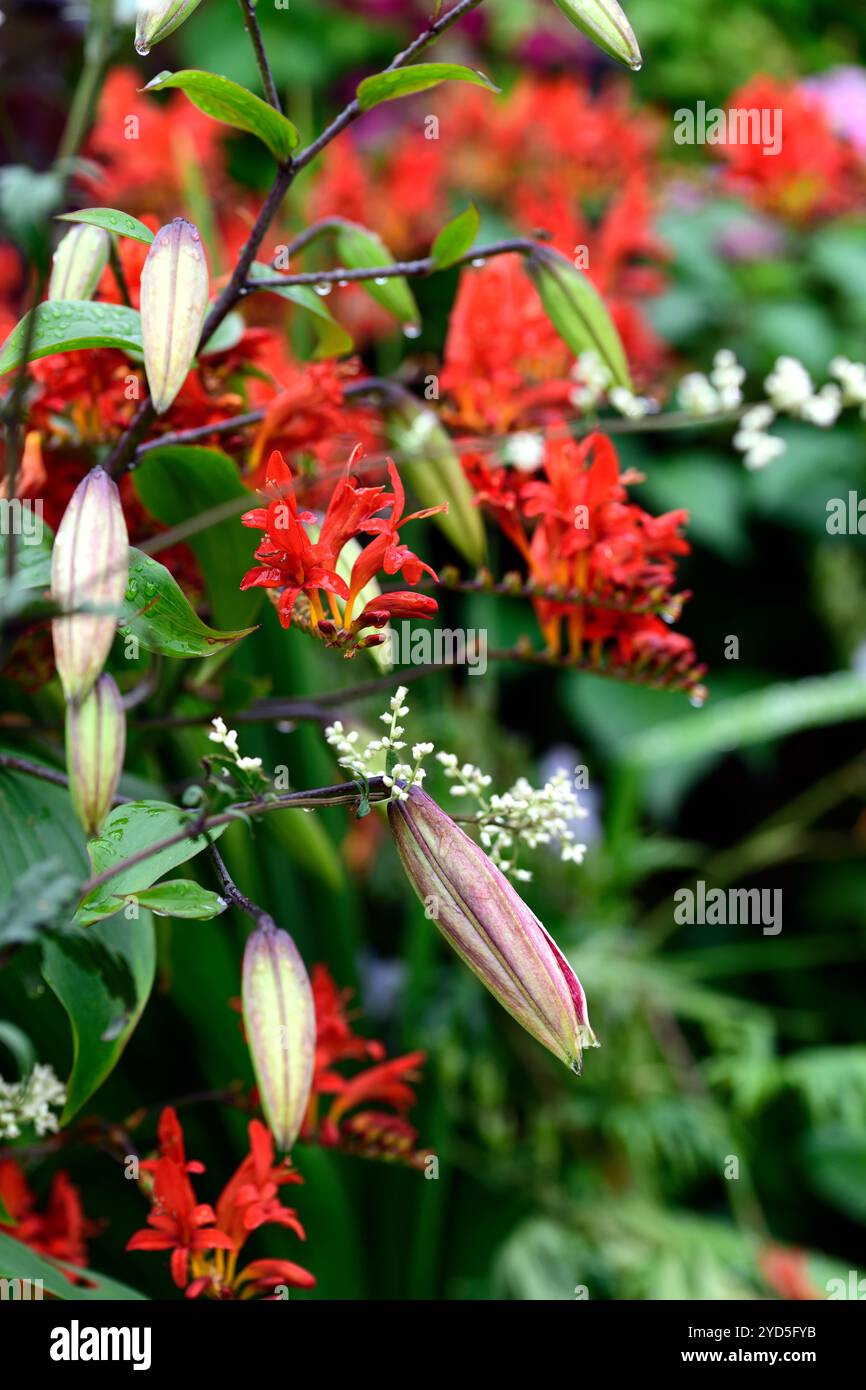 Lucifer lily hi-res stock photography and images - Alamy