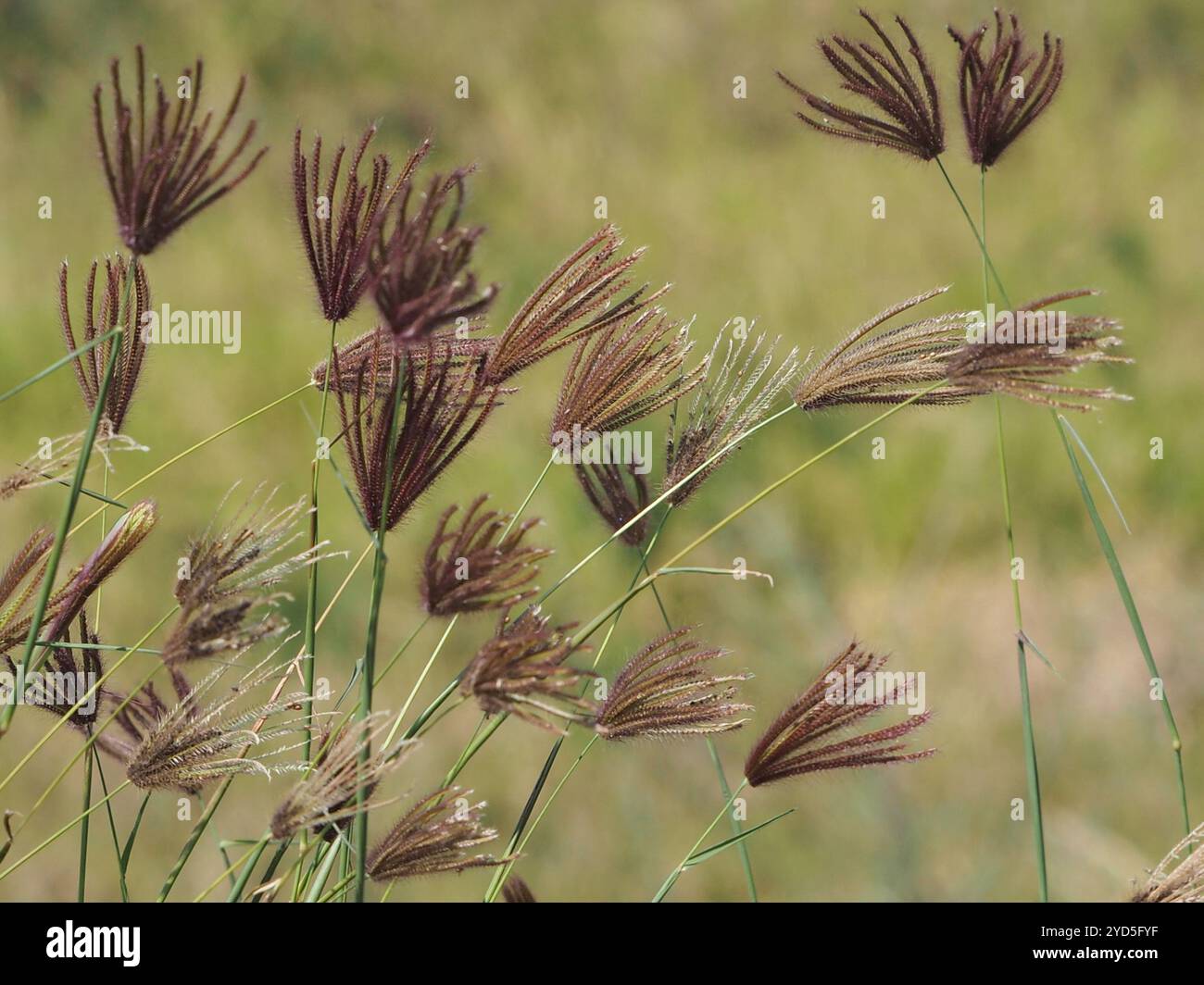Finger Grass (Chloris barbata Stock Photo - Alamy