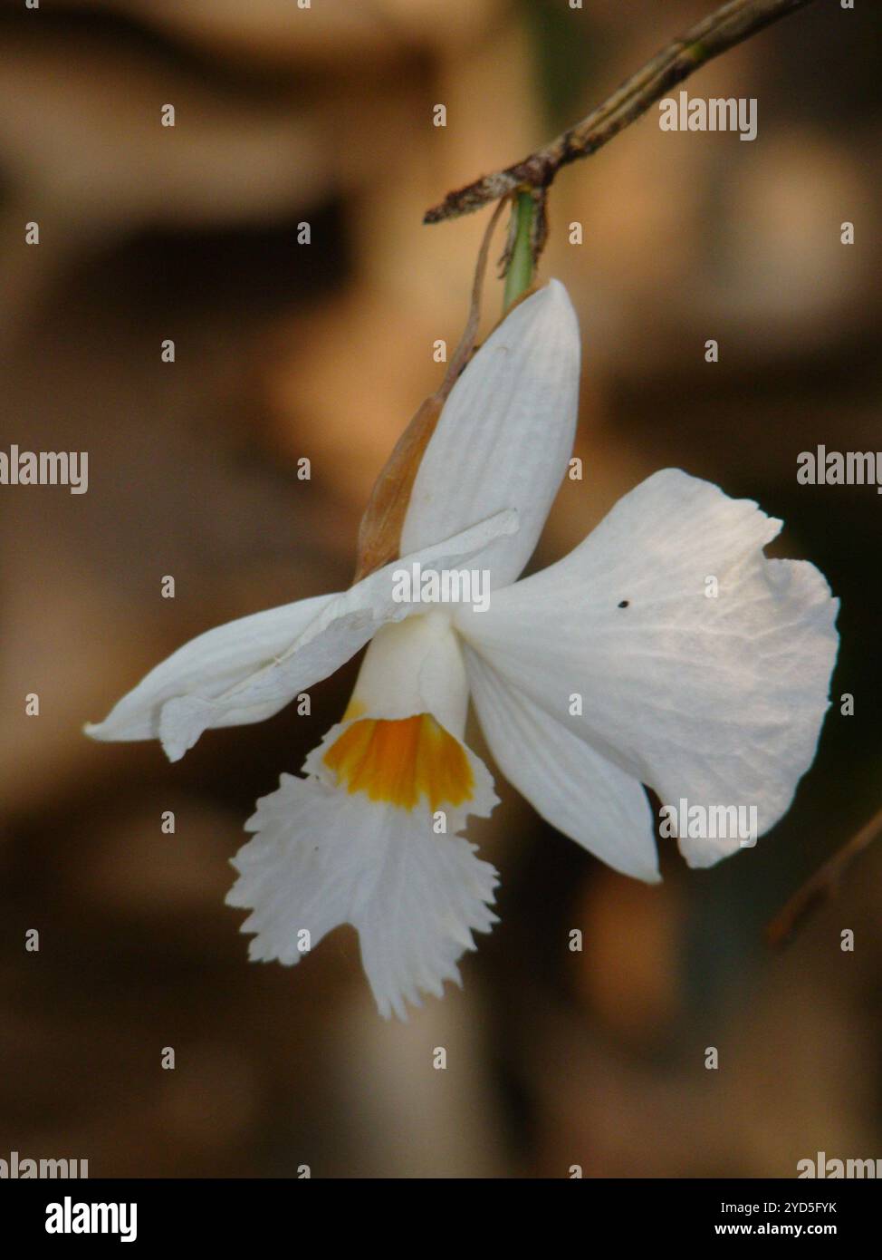 Dendrobium infundibulum hi-res stock photography and images - Alamy