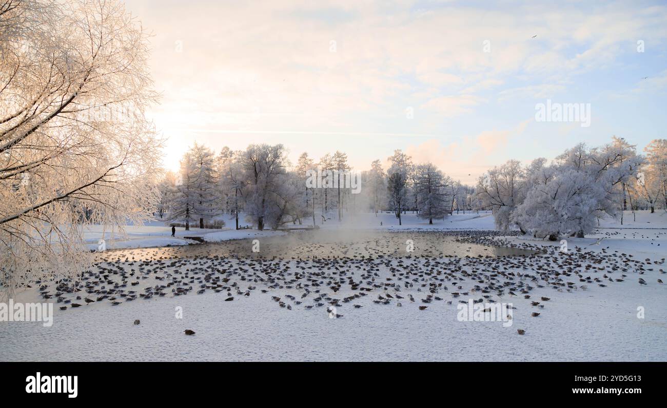 Winter snowy park landscape . the screensaver is winter . a snowy ...