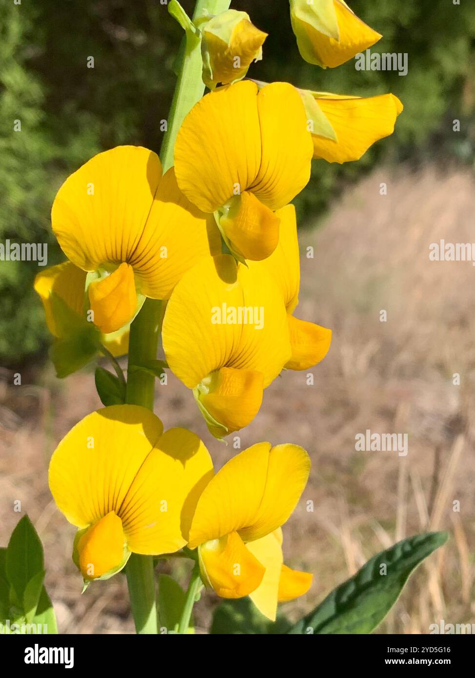 Showy Rattlebox (Crotalaria spectabilis Stock Photo - Alamy