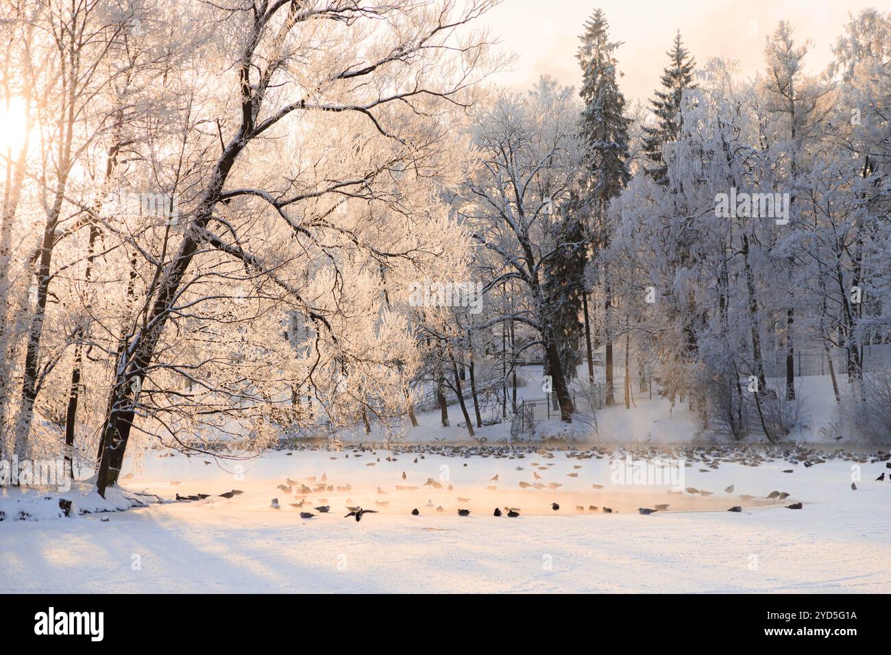 Winter snowy park landscape . the screensaver is winter . a snowy ...