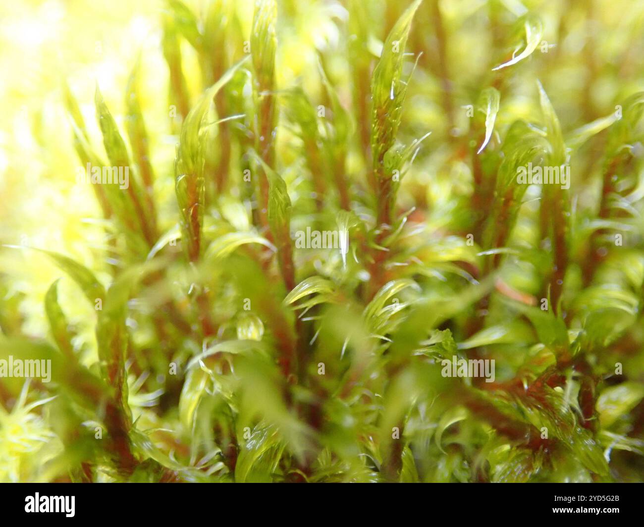 Woolly Fringe-moss (Racomitrium lanuginosum Stock Photo - Alamy