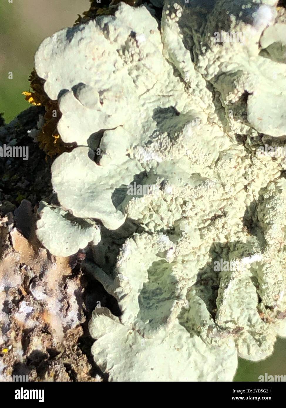 common greenshield lichen (Flavoparmelia caperata Stock Photo - Alamy