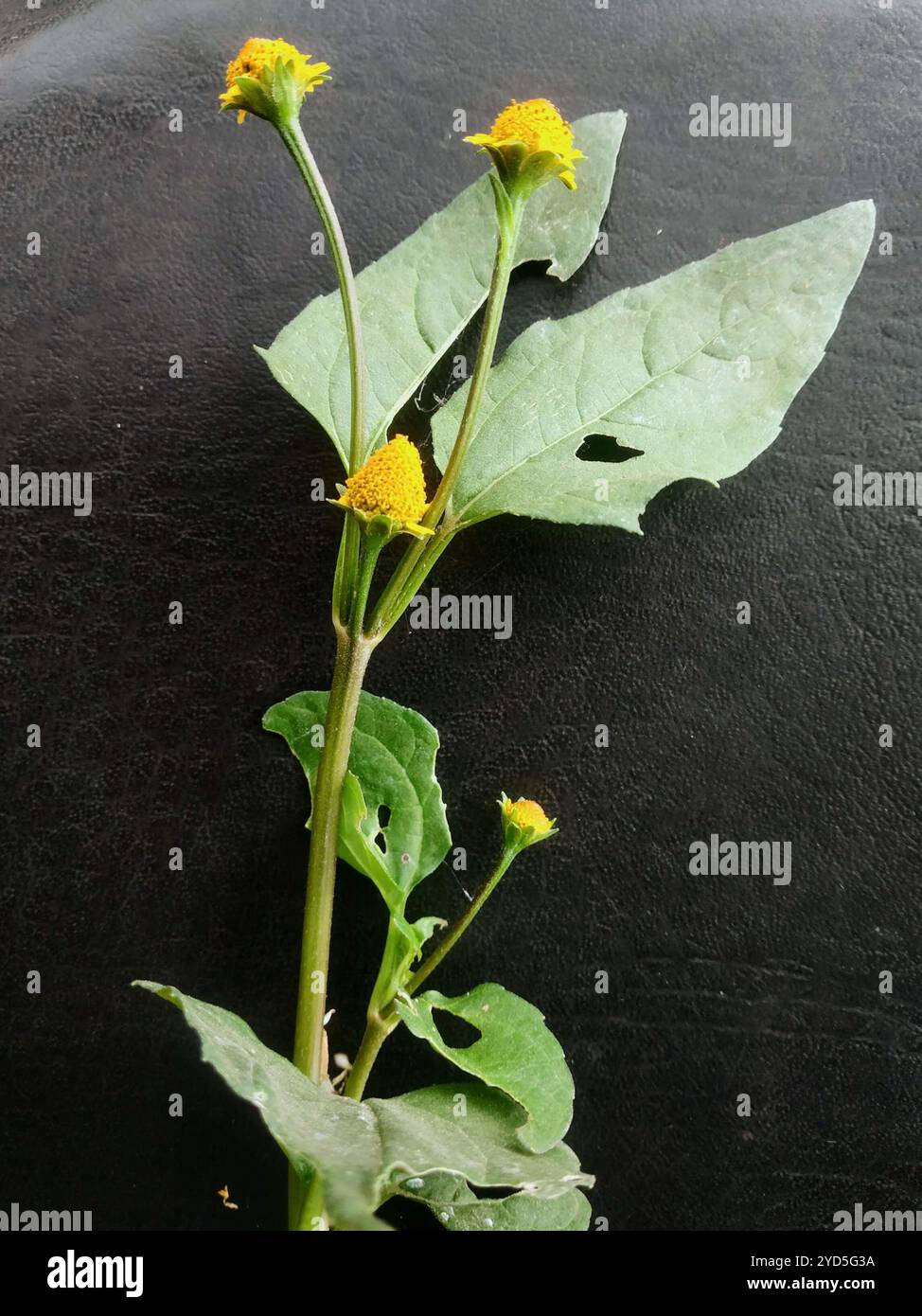 marsh para cress (Acmella uliginosa Stock Photo - Alamy
