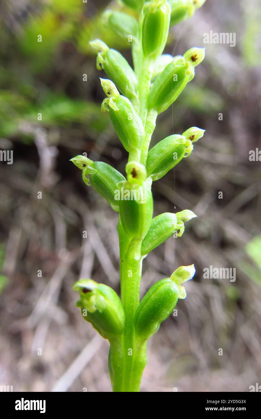 common onion-orchid (Microtis unifolia Stock Photo - Alamy