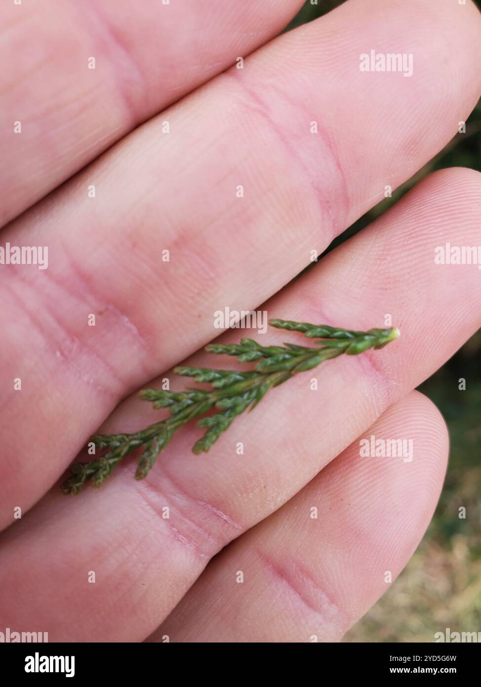 Seaside Juniper (Juniperus maritima Stock Photo - Alamy