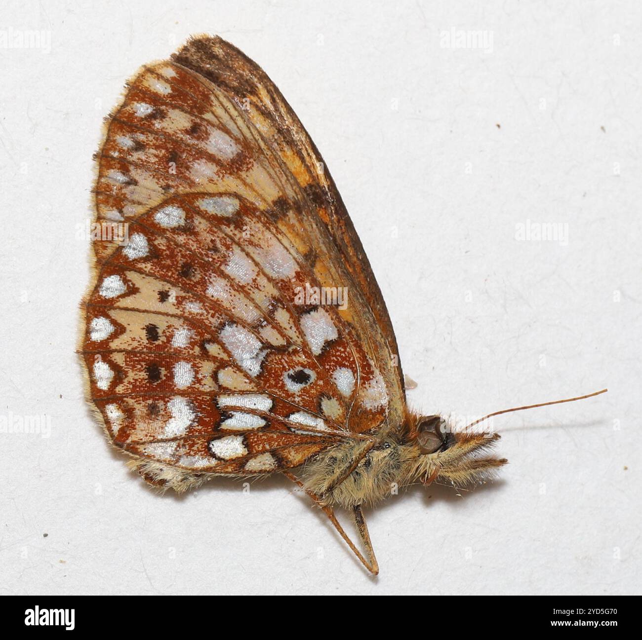 American Silver-bordered Fritillary (Boloria myrina Stock Photo - Alamy