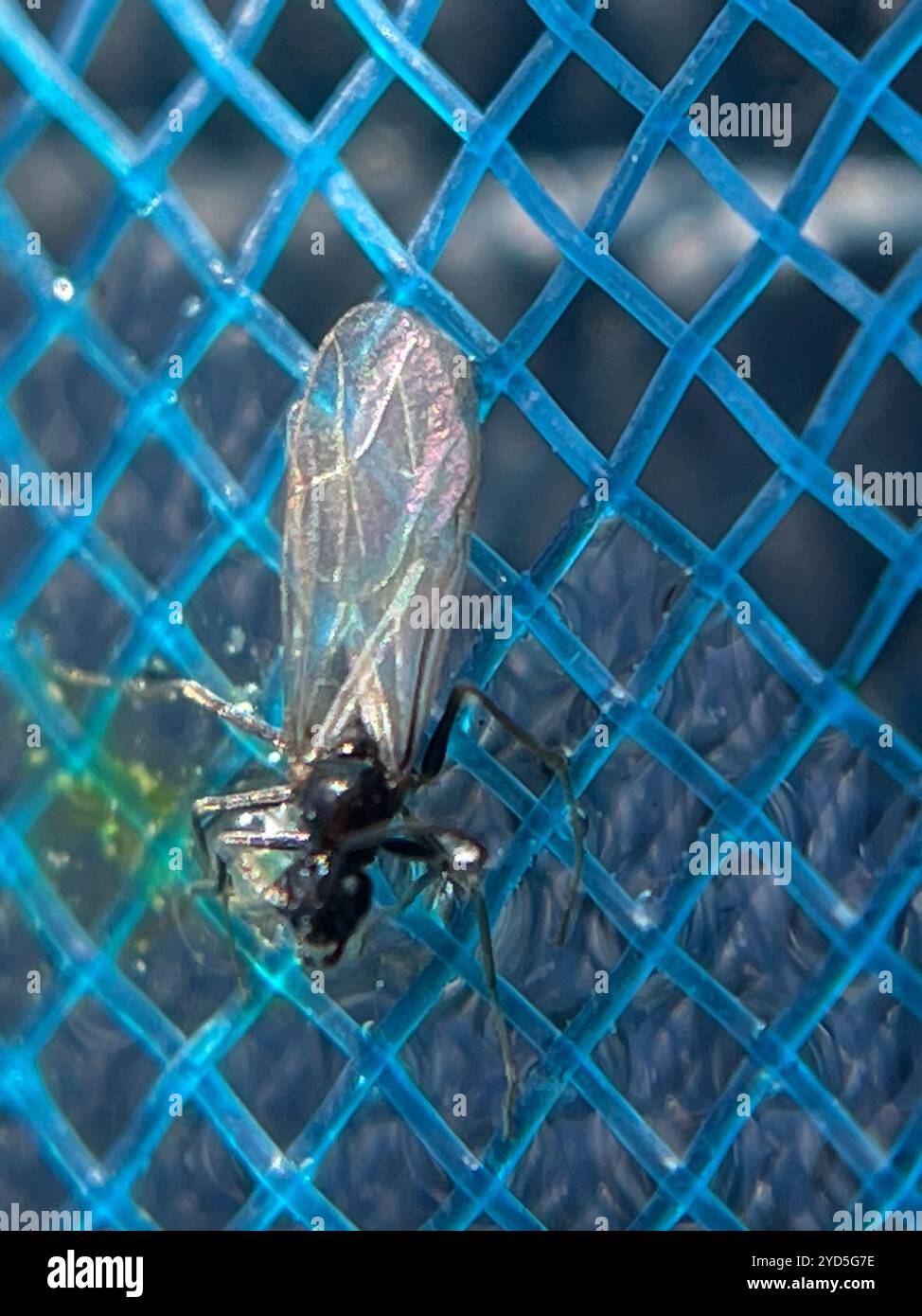 Prenolepis hi-res stock photography and images - Alamy